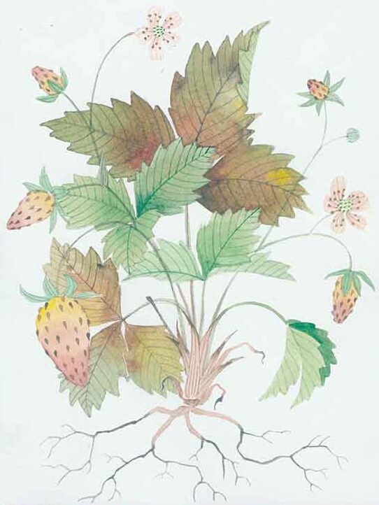 Gabby Malpas original watercolour painting: 'autumn strawberries ...